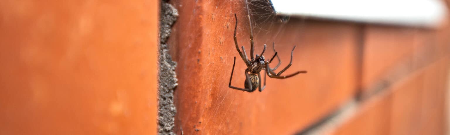 Spiders - Flexible Pest Services - Pest Library