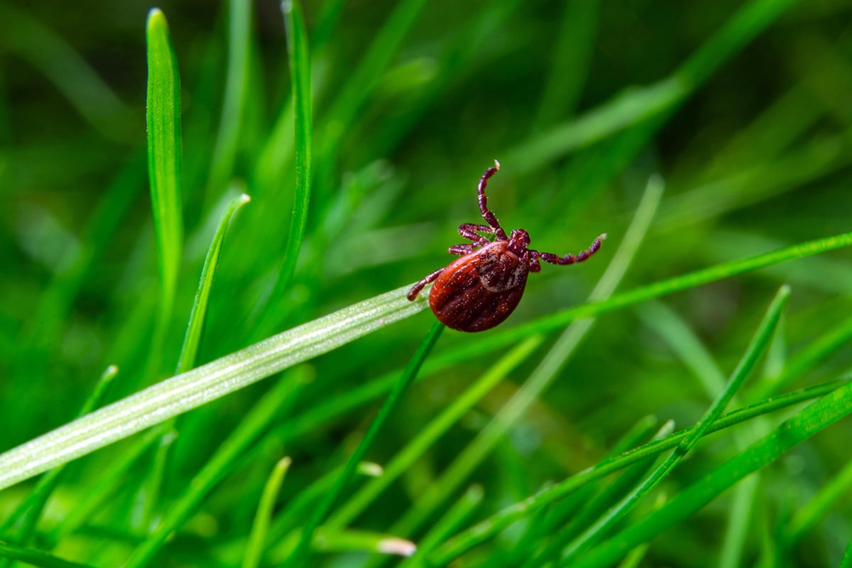Ticks - Flexible Pest Services - Pest Library